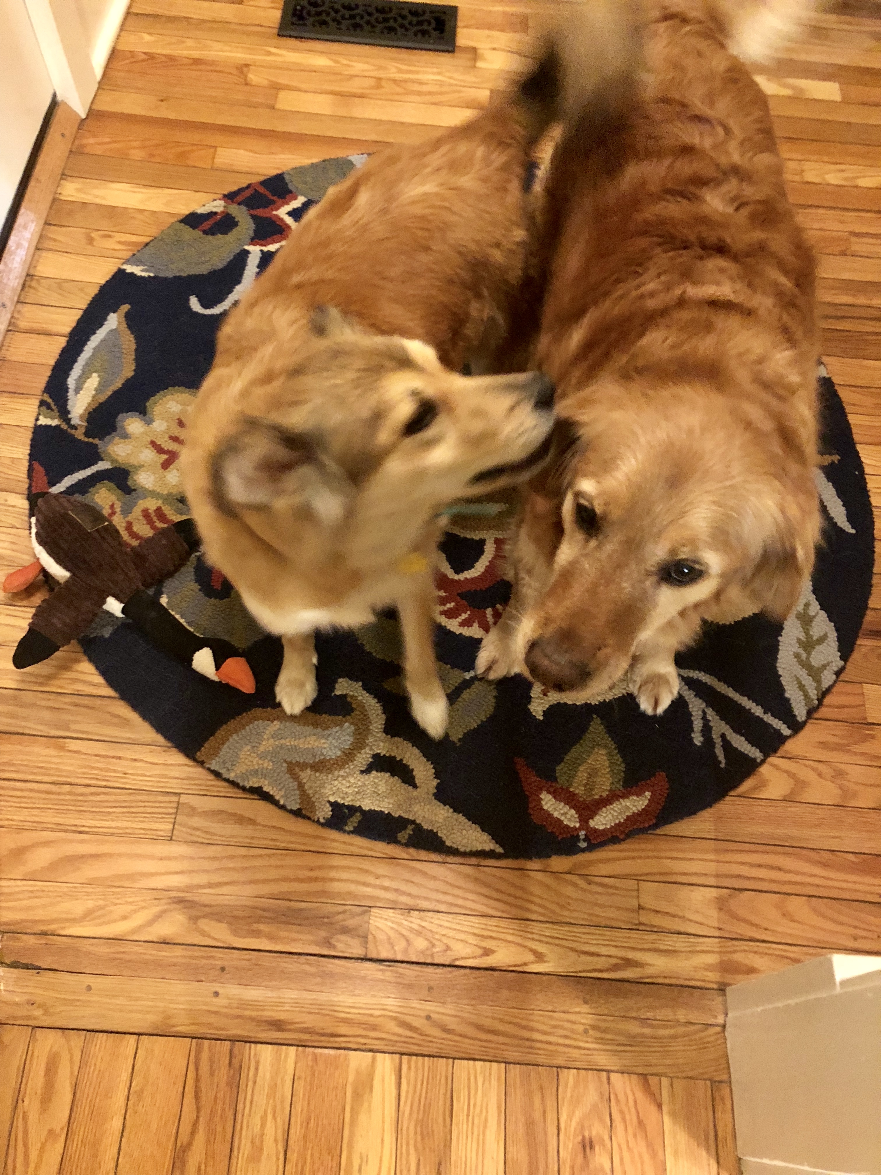 JustAnswer Reviews - 1,856 Reviews of Justanswer.com | Sitejabber