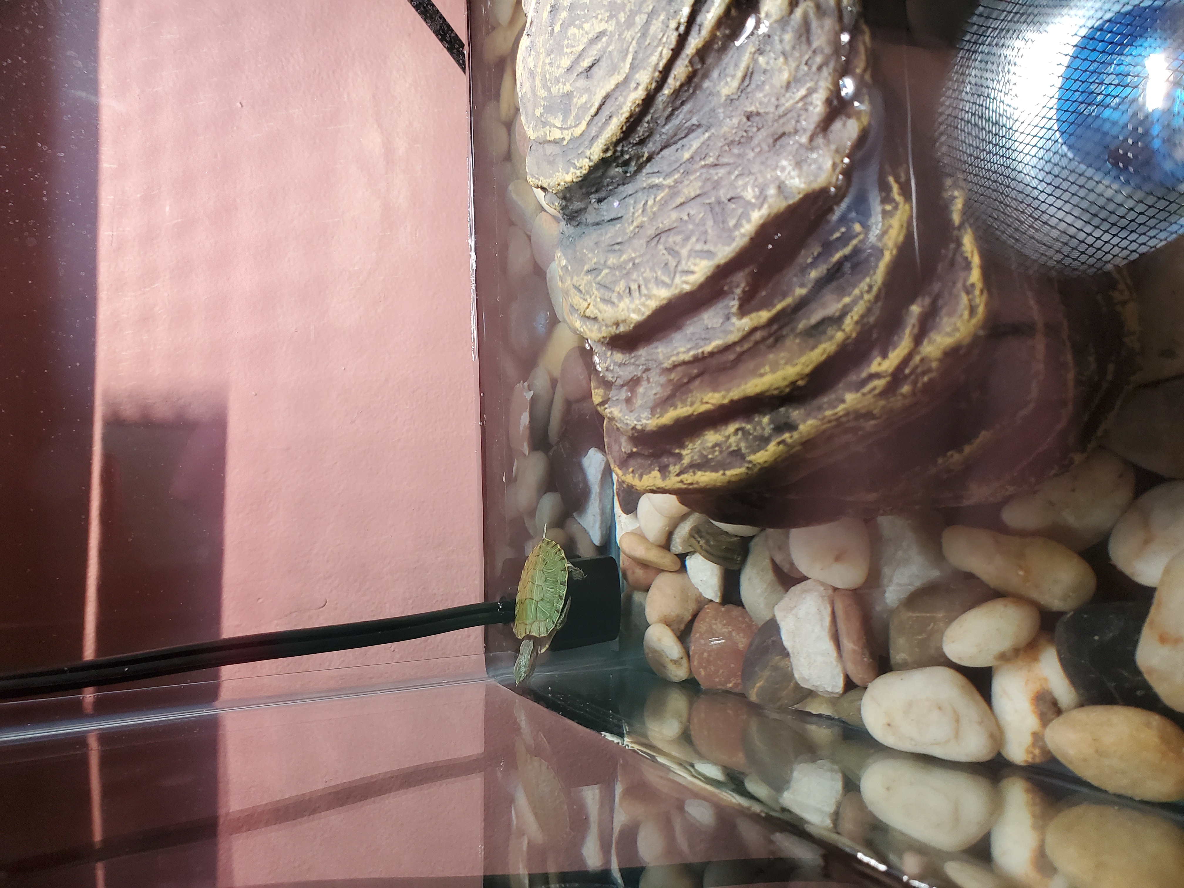 Underground Reptiles Reviews - 209 Reviews of Undergroundreptiles.com ...