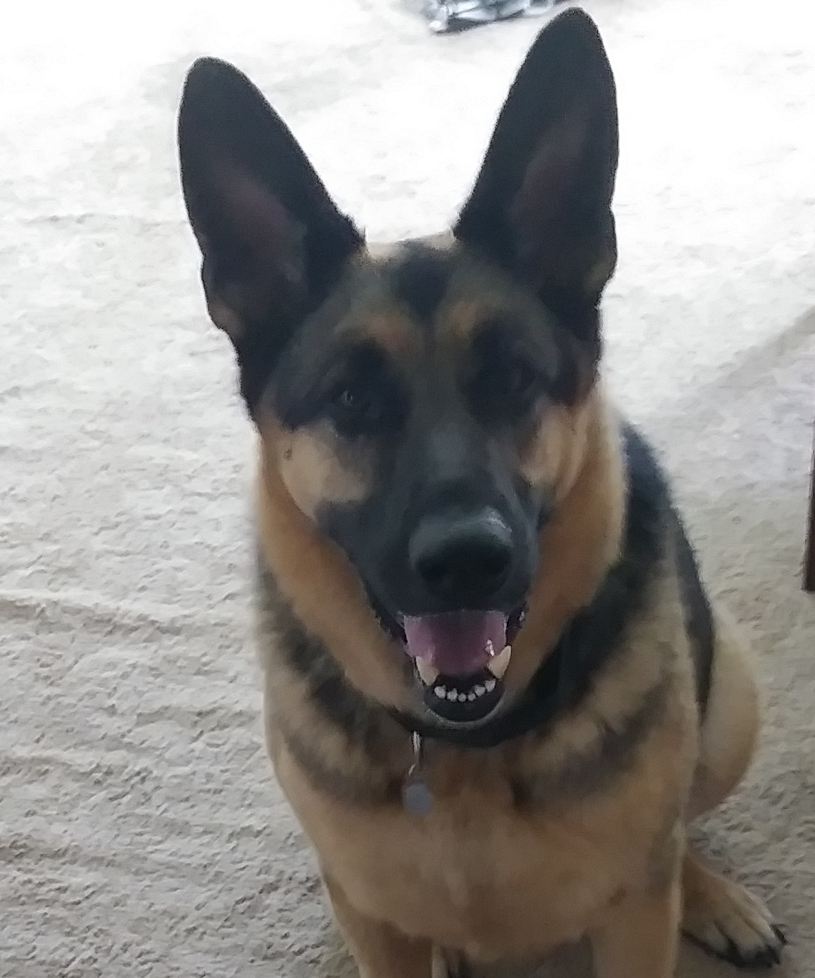 Chewy.com Reviews - 450 Reviews of Chewy.com | Sitejabber